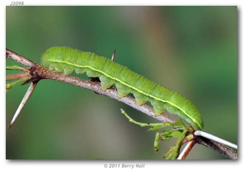 Phoebis A Agarithe Immatures Page 3