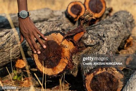 Mopani Forest Photos And Premium High Res Pictures Getty Images
