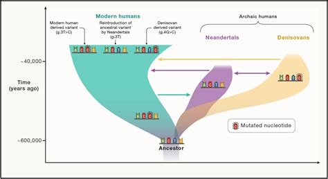 Gene Flow From Neanderthals And Denisovans To “modern” Humans And Vice
