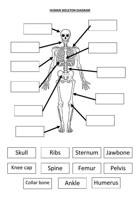The Human Skeleton Worksheet Skeletal System Worksheet Human Body