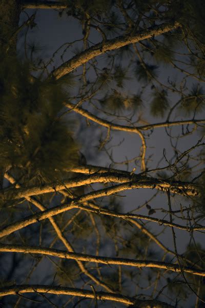 Shadows Cast By A Streetlight Tumbex