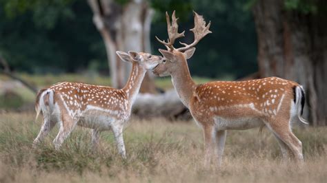 Fallow