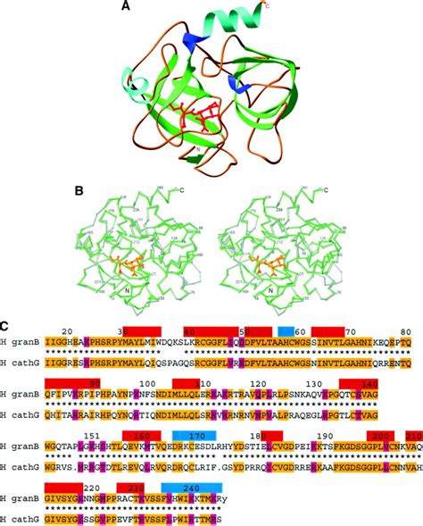 The Three Dimensional Structure Of Human Granzyme B Compared To Caspase