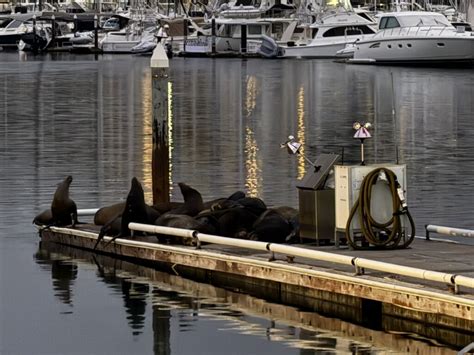 Danapoint Liam Broza