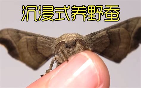 在野外桑树上发现两只野蚕，带回家养了两个月后，居然变成这样？ 天野侠 天野侠 哔哩哔哩视频