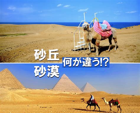 砂丘と砂漠、何が違う ニッポン旅マガジン