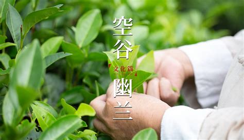 刘国英【空谷幽兰】900年前苏辙追觅的幽兰香，竟被他在茶中还原爱奇艺