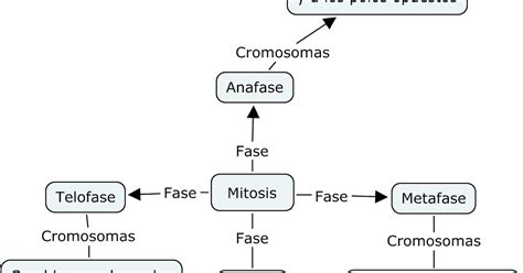Ciencias Profe Lizeth Mapa Conceptual De La Mitosis