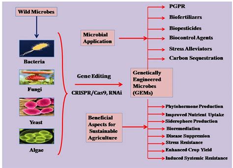 Microbial Engineering For A Greener Ecosystem And Agriculture Recent