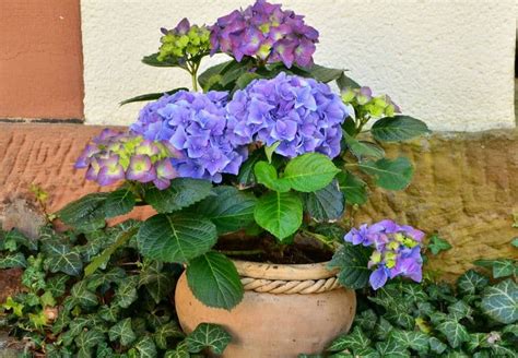 Pruning Hydrangeas In Pots Hydrangea Guide