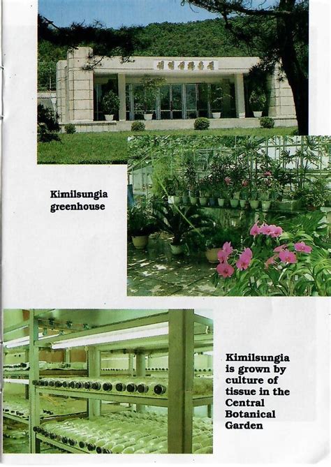 Kimilsungia 1994 Rnorthkoreapics