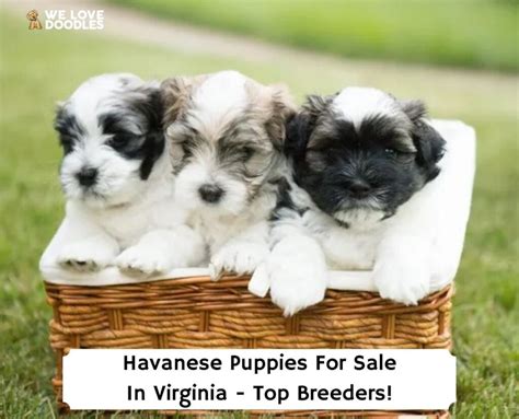 Havanese Puppies In Virginia Top 4 Breeders