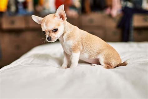 Chihuahua Super Tiny Teacup Pig