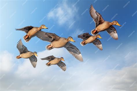Premium Photo Ducks Flying In A V Formation Against A Blue Sky