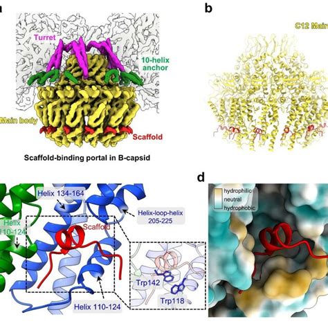 Structure Of The Portal Scaffold Complex In The B Capsid A Structure Download Scientific