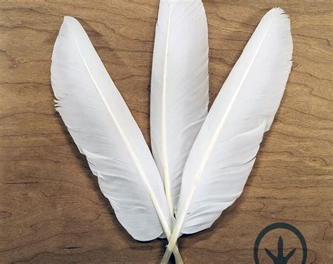 Goose Wing Feathers 8 10 Quill Pen Crafting Supplies Ethically