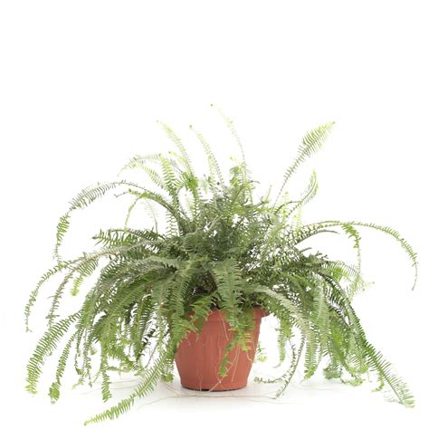 Nephrolepis Obliterata Kimberly Queen Fougère Pépinière Locas