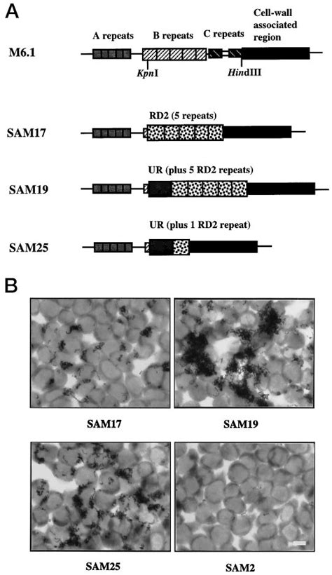 Two Distinct Fibronectin Binding Domains Of Protein F Are Required For Download Scientific