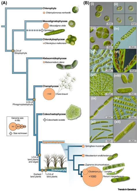 Functional Genomic Perspectives On Plant Terrestrialization Trends In