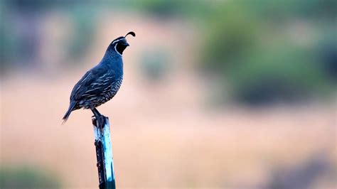 Sonhar Com Codorna 5 Interpretações Significado Dos Sonhos