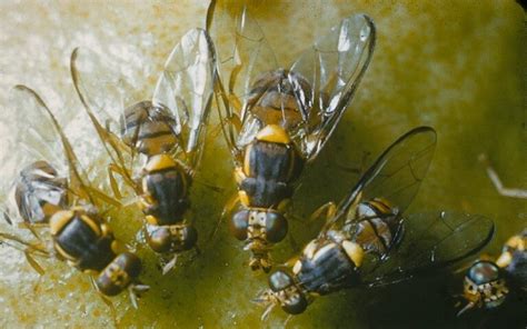 Fruchtfliegen Verstehen Arten Bestimmen Schäden Vorbeugen Und