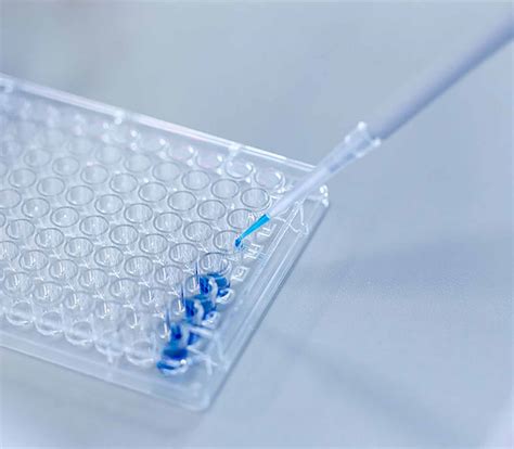 How To Validate Sample Dilutions And Achieve Linearity In New Sample Types Enzo