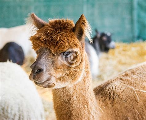 Huacaya Alpaca Wildlife Reference Photos For Artists