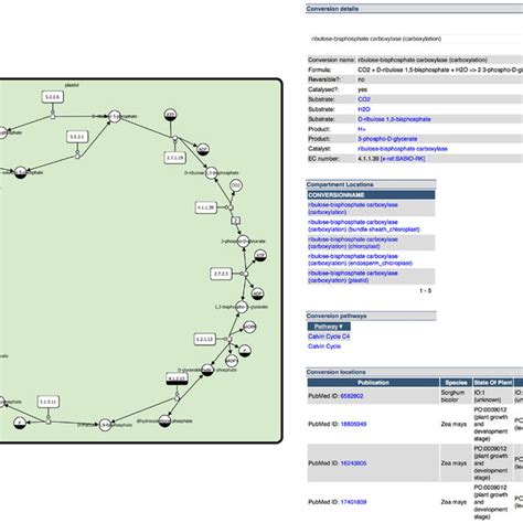 Example Information From The Plant Metabolic Pathway Database Metacrop