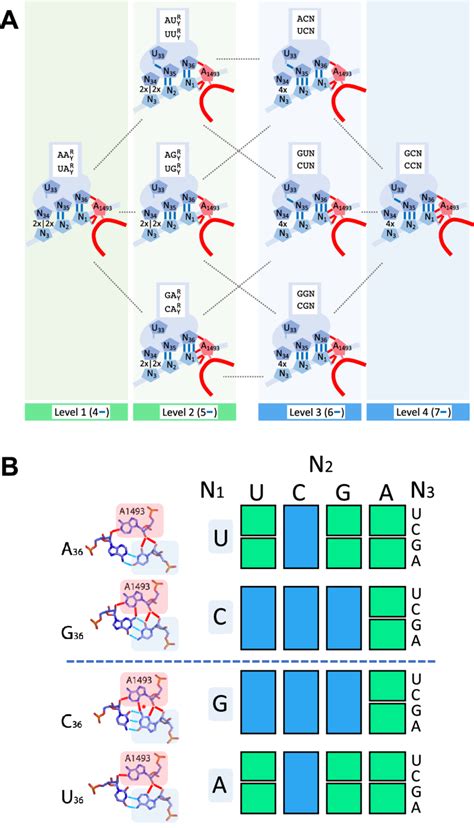 Relation Between Hydrogen Bonding Patterns Involved In The Stability Of
