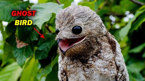 Potoo The Bird With Magic Eyes Youtube