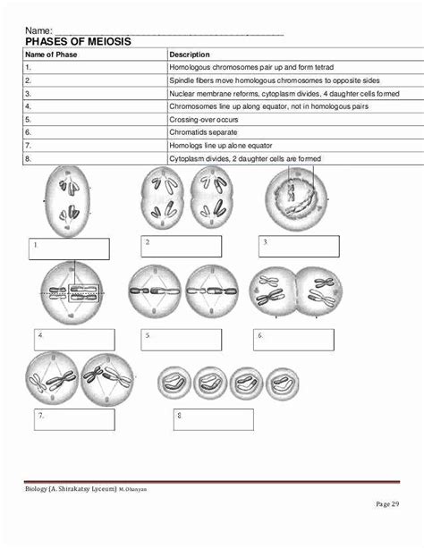Meiosis Matching Worksheet Answer Key Luxury Phases Meiosis Worksheet Chessmuseum Template Library
