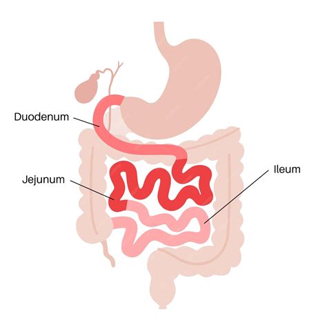 Premium Vector Small Intestine Anatomical Poster Duodenum Jejunum And
