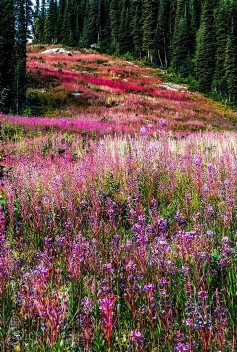 Sunshine Meadows Banff Alberta By Silentwave On 500px Ff C