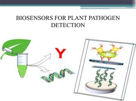 Detection Of Plant Pathogens Pptx Gardening Home And Garden