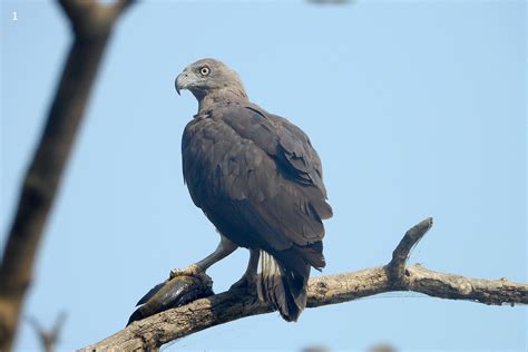 Indias Young Naturalists And Their Inspiring Stories