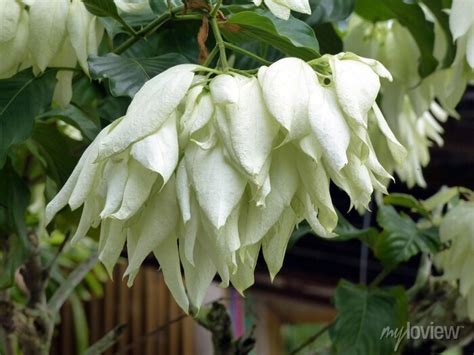 Mussaenda Philippica Filipino Agboy Is A Plant Species In Wall Mural