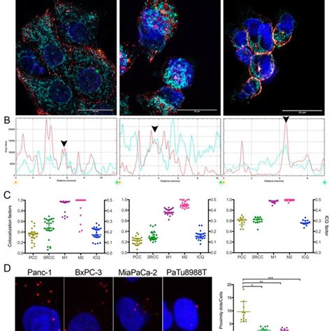 Myoferlin Was Colocalized With Mfn12 In Several Pancreas Cancer Cell