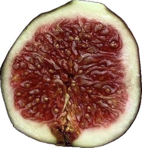 Fig Texture Fig Png Fig Cross Section Fig Varieties