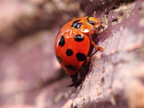 Premium Photo Close Up Of Ladybug On Leaf