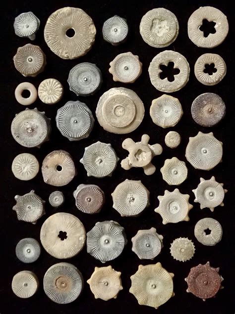 Devonian Aged Crinoid Stem Segments General Fossil Discussion The