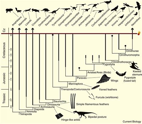 The Origin And Diversification Of Birds Current Biology