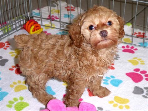 Jason Male Cockapoo 1st Gen Born 10232024 Buy Paw Palace Puppies In