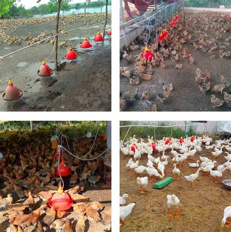 Automatic Bell Drinker