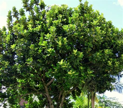 Ficus
