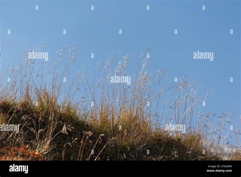 Grasses Backlit Against Blue Sky Alpine Vegetation At 2 000 Metres