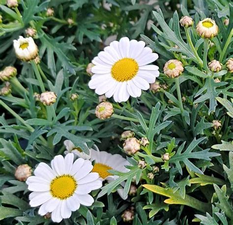 Köp Margerit La Rita Compact White 12cm Kruka Hos Din Trä Odla Nu