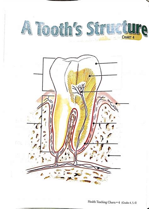 Abeka 4 6 Health Teaching Charts 3 4 A Tooths Structure Diagram Quizlet