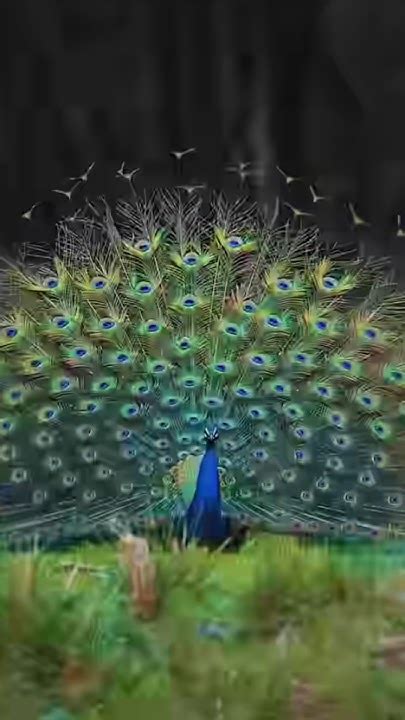 Beautiful Peacock Dancing 🦚 😲naturelovers Peacock Dance Youtube