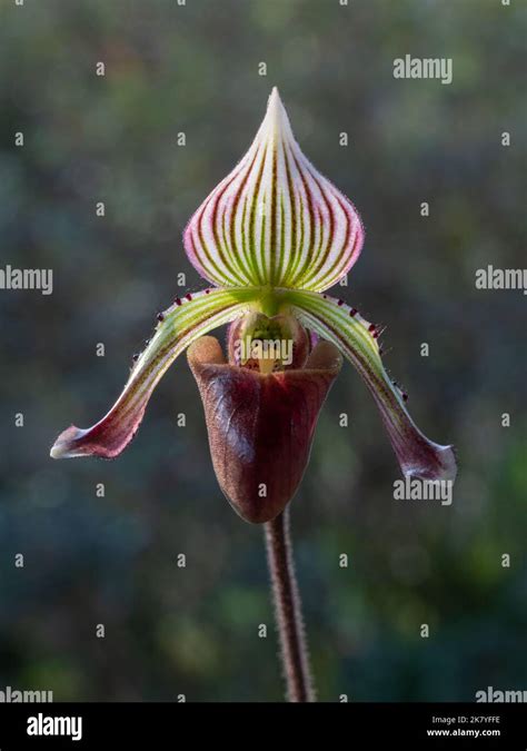 Closeup Front View Of Beautiful Purple White And Green Lady Slipper