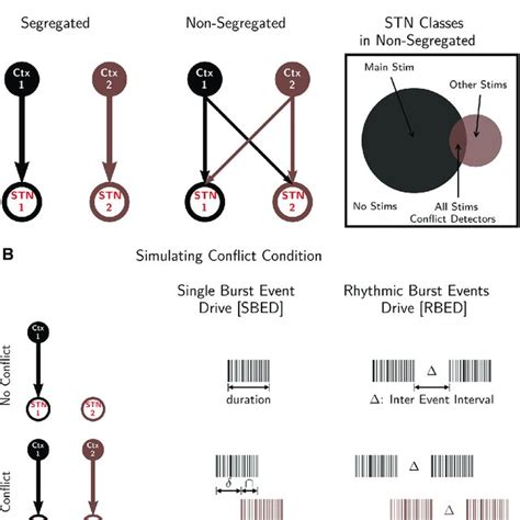 A Cortico Subthalamic Network Architecture Left Segregated
